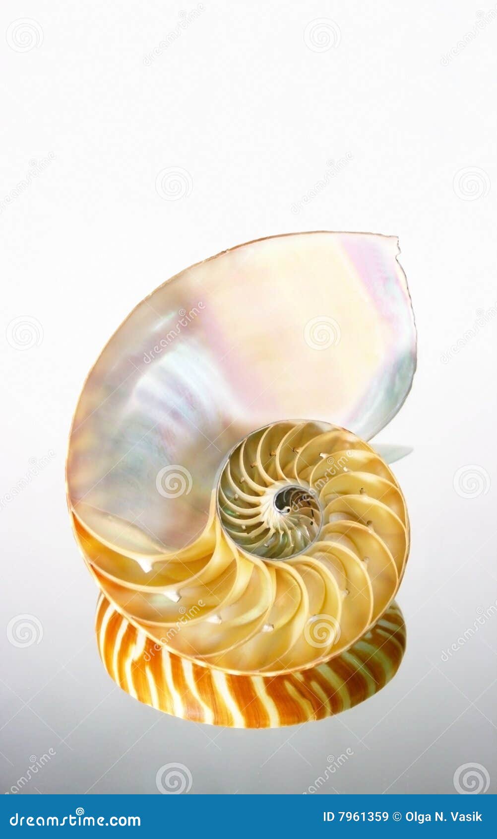 Nautilus stock image. Image of frail, fragile, delicate - 7961359