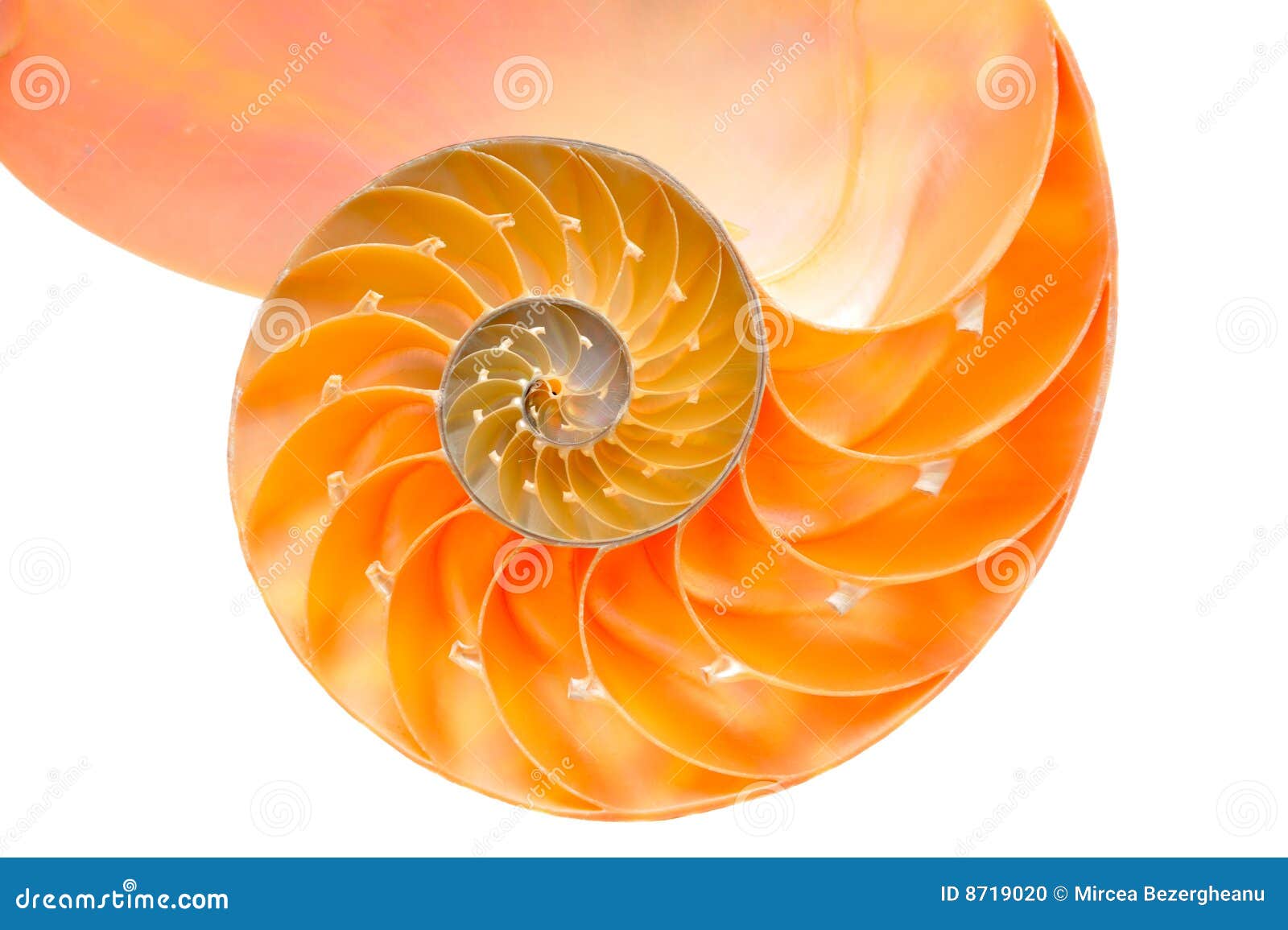 Nautilus stock photo. Image of seashell, ancient, geometry - 8719020