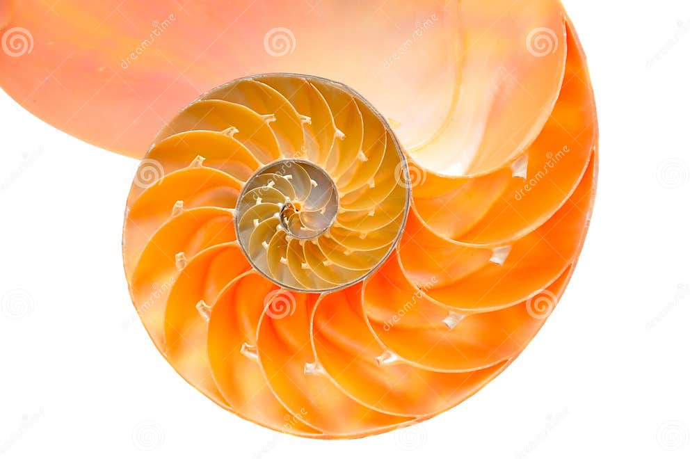 Nautilus stock photo. Image of seashell, ancient, geometry - 8719020