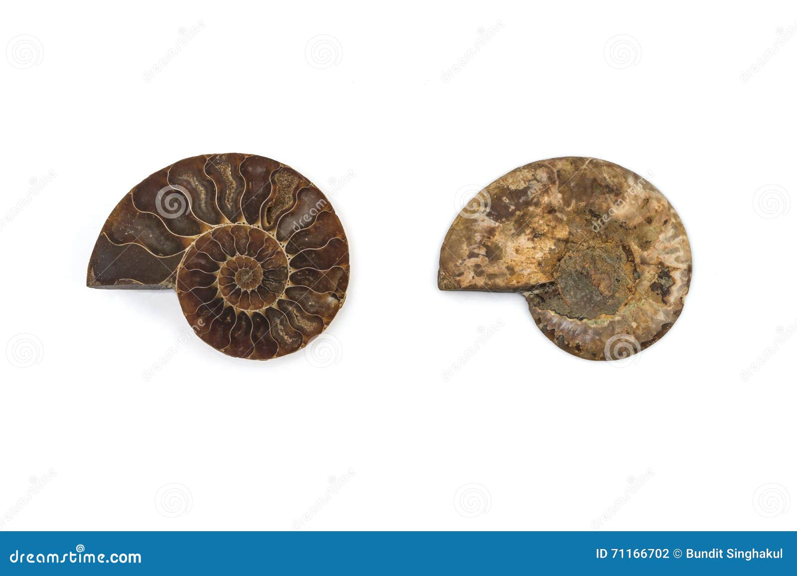 Nautilus Ammonite Fossil Shell Isolated Stock Photo - Image of ...