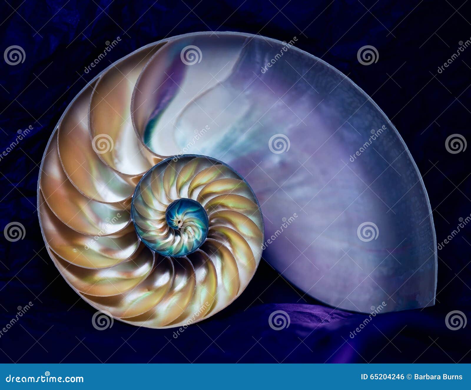 Nautilus BB116548 stock photo. Image of spiral, ocean - 65204246