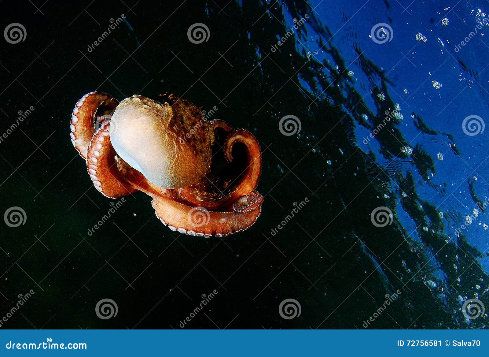 Nautilus stock image. Image of flying, bottom, muddy - 72756581