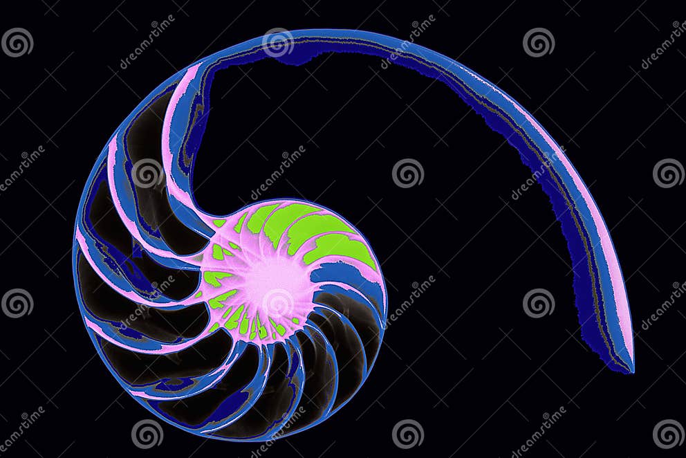Nautilus Color stock image. Image of ocean, nautilus, shellfish - 883557