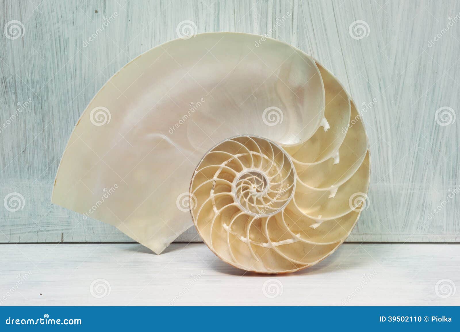 Nautilus cross section stock photo. Image of health, squid - 39502110