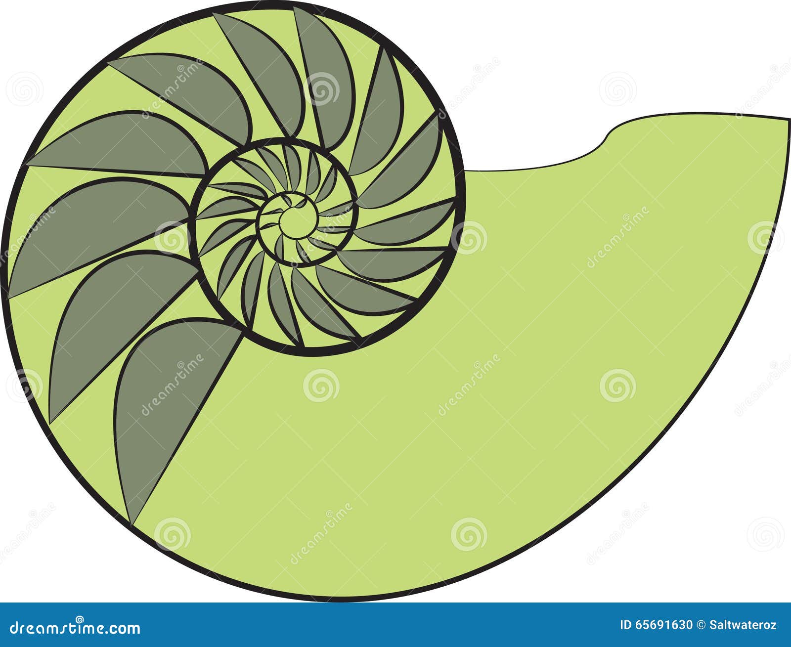 Nautilus stock vector. Illustration of design, mollusk - 65691630