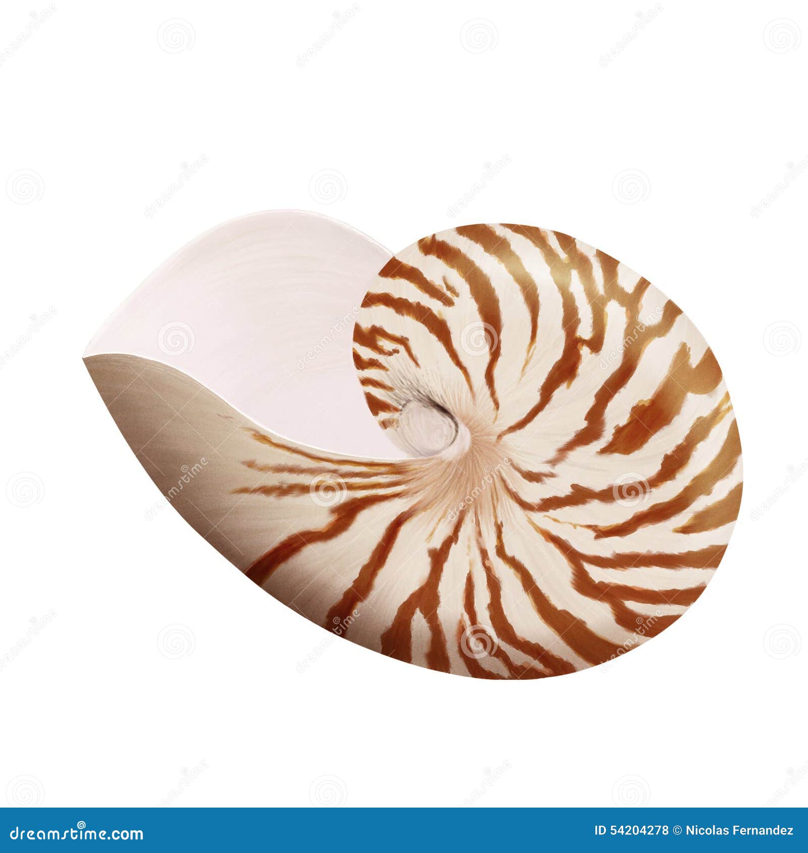 Nautilus Shell Illustration