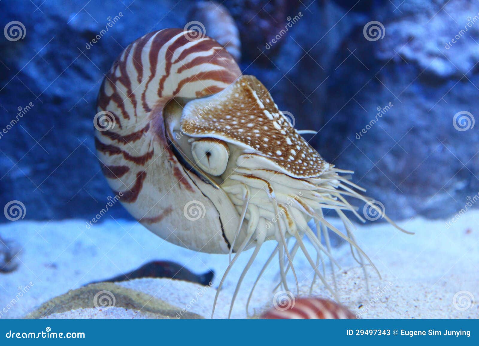 Nautilus with Extended Tentacles Stock Image - Image of animal ...