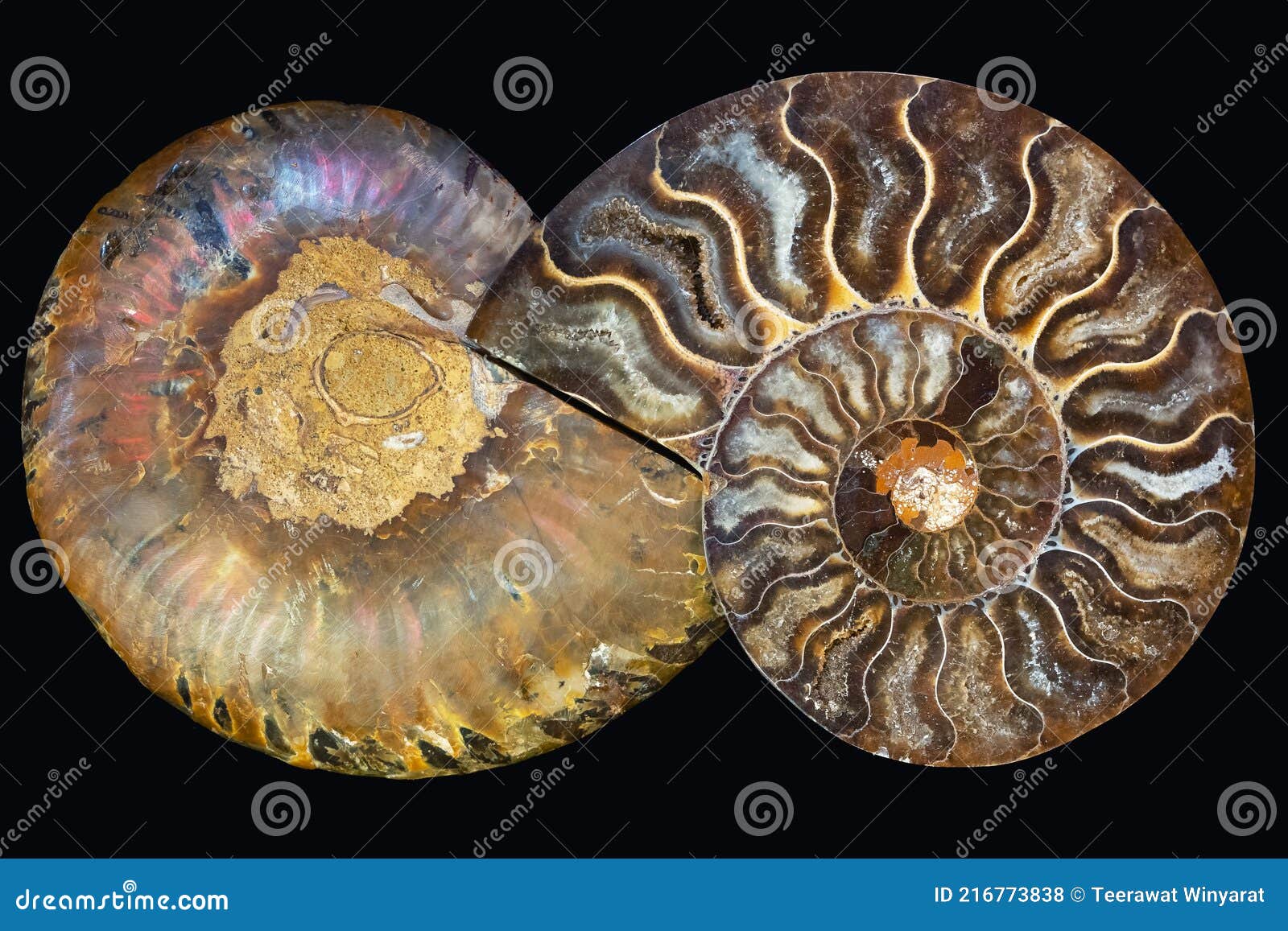 Nautilus Fossil Cross Section Shell Pattern Nature Background Stock ...