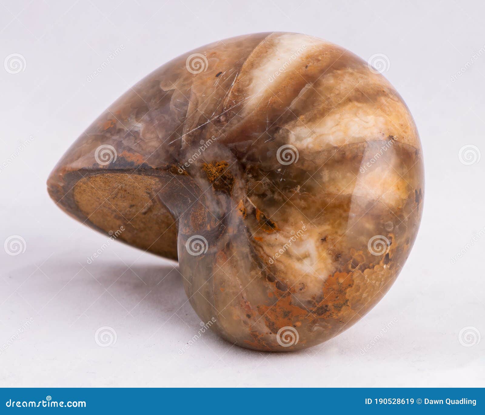Nautilus Fossil Specimen Found in Madagascar Isolated on White Stock ...