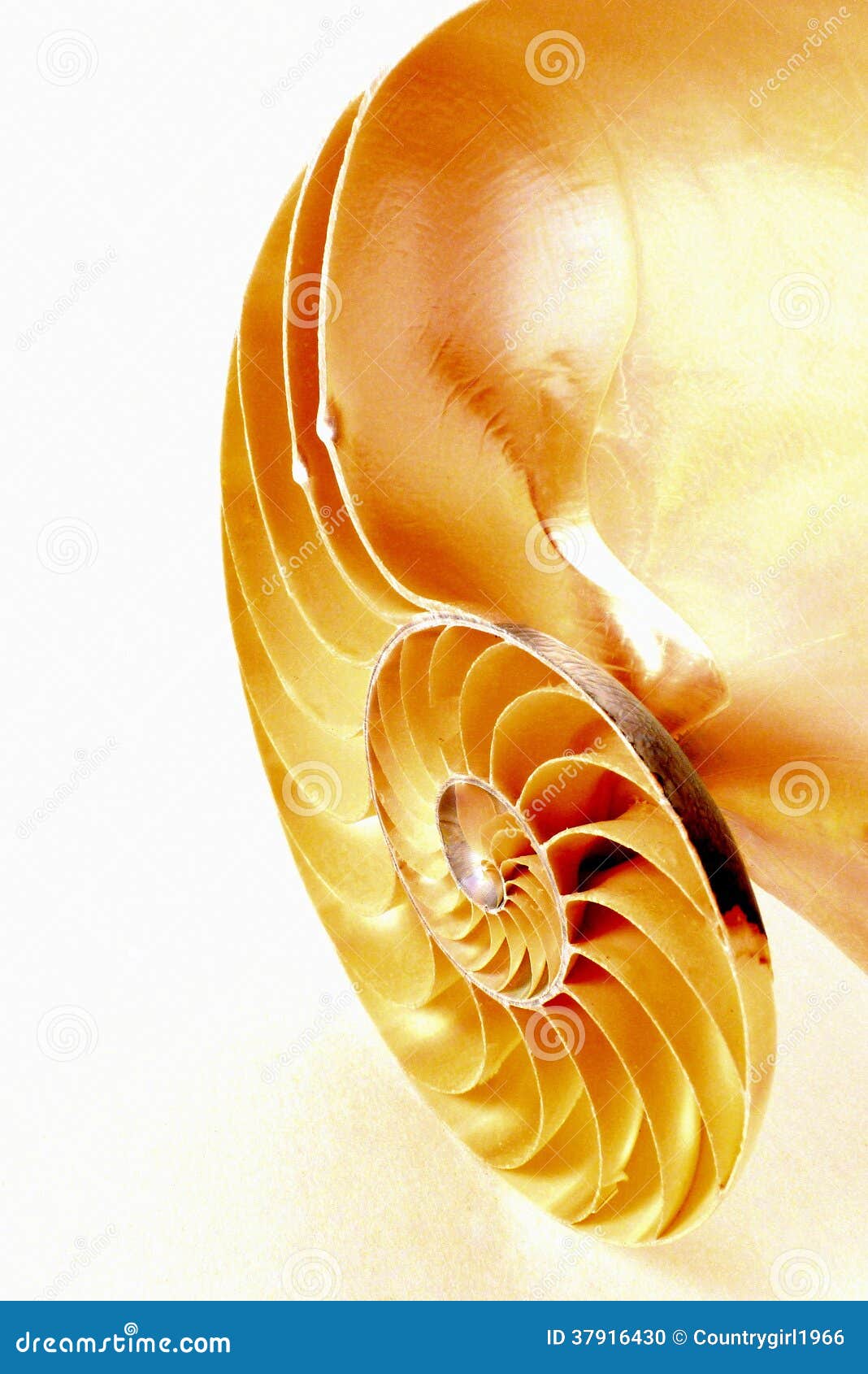 Nautilus stock photo. Image of coloured, open, environment - 37916430