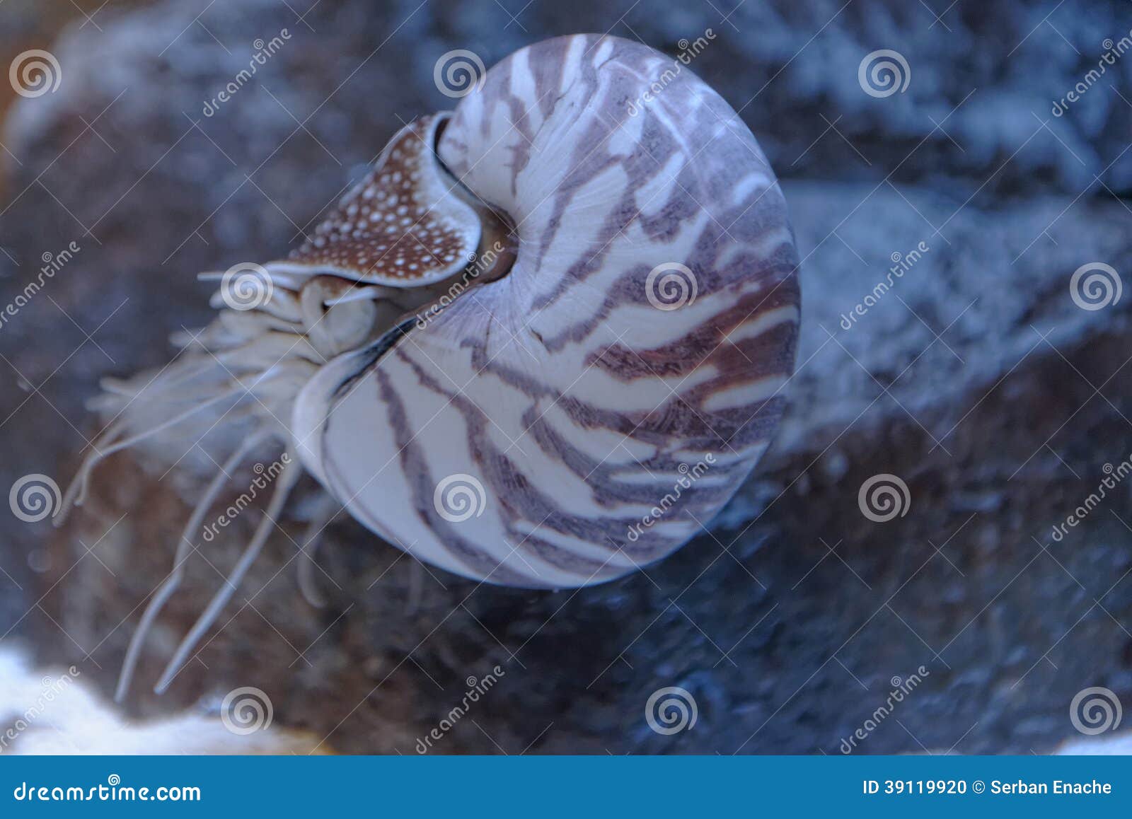 Nautilus stock photo. Image of aquarium, mollusc, tiger - 39119920
