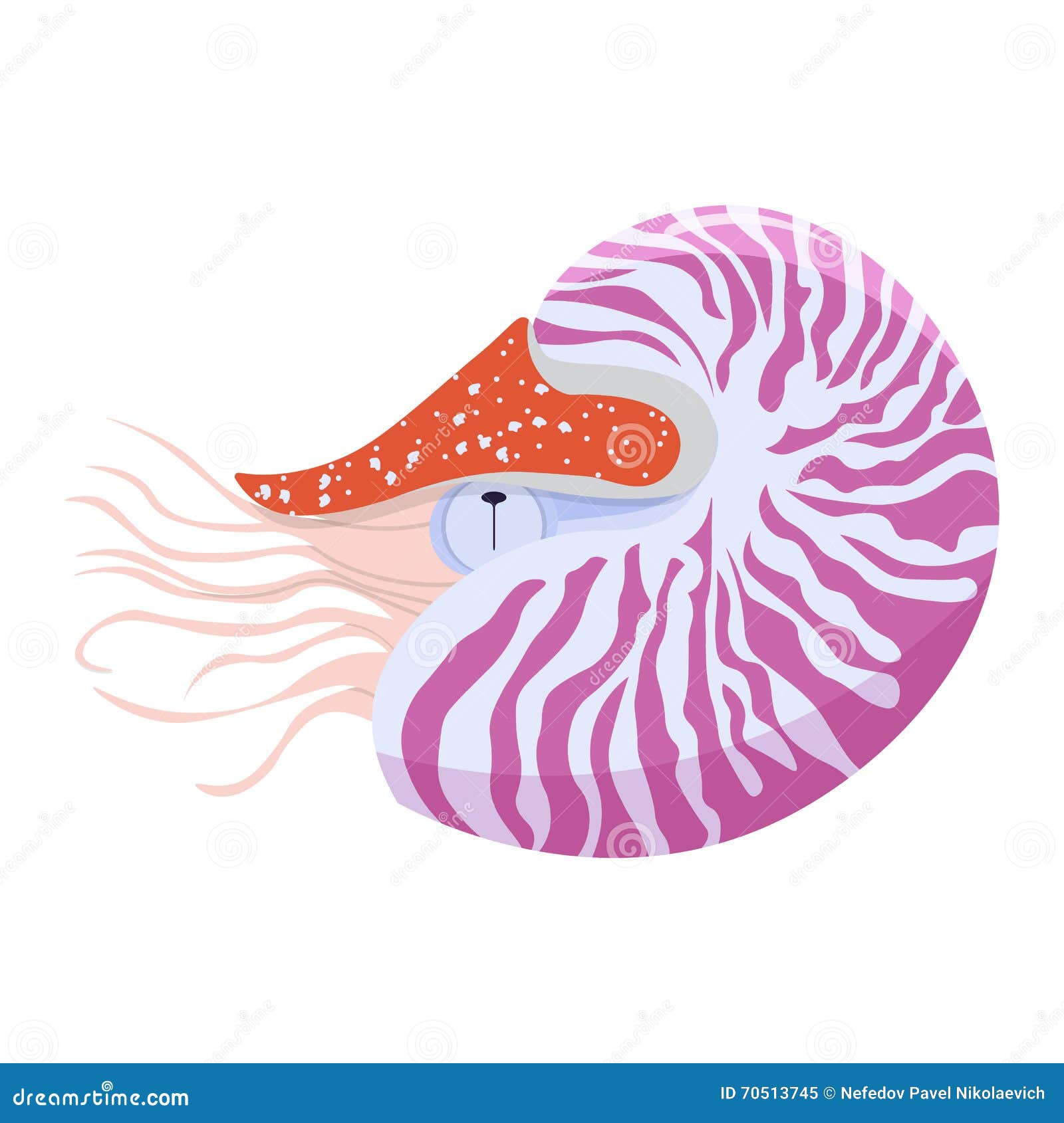 Nautilus Pompilius Illustration Isolated On A White Background Royalty ...