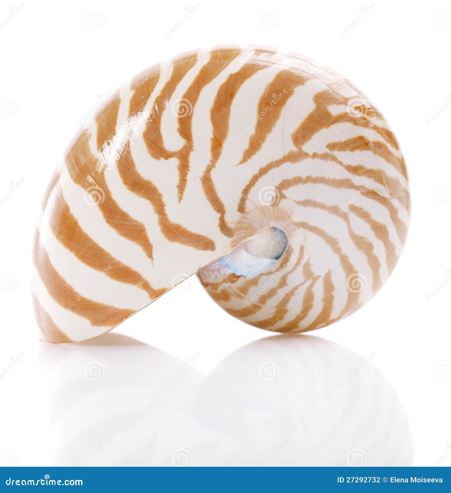 Nautilus Pompilius Natural Seashell Side View Isolated On White Royalty ...