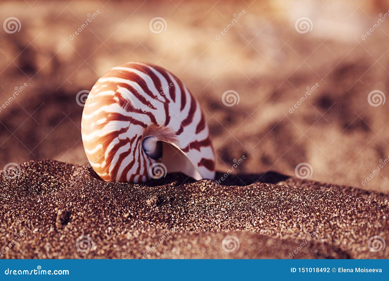 Nautilus Pompilius Sea Shell Seashell on Black Sand Stock Photo - Image ...