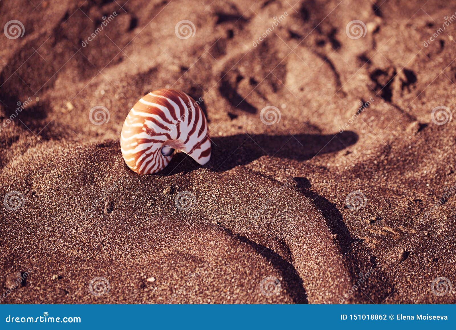Nautilus Pompilius Sea Shell Seashell on Black Sand Stock Photo - Image ...