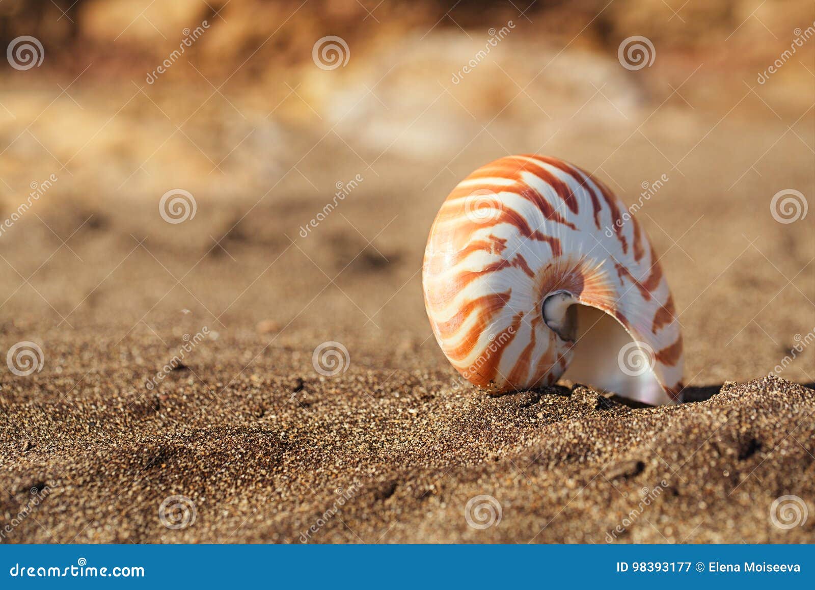 Nautilus Pompilius Natural Seashell Side View Isolated On White Royalty ...