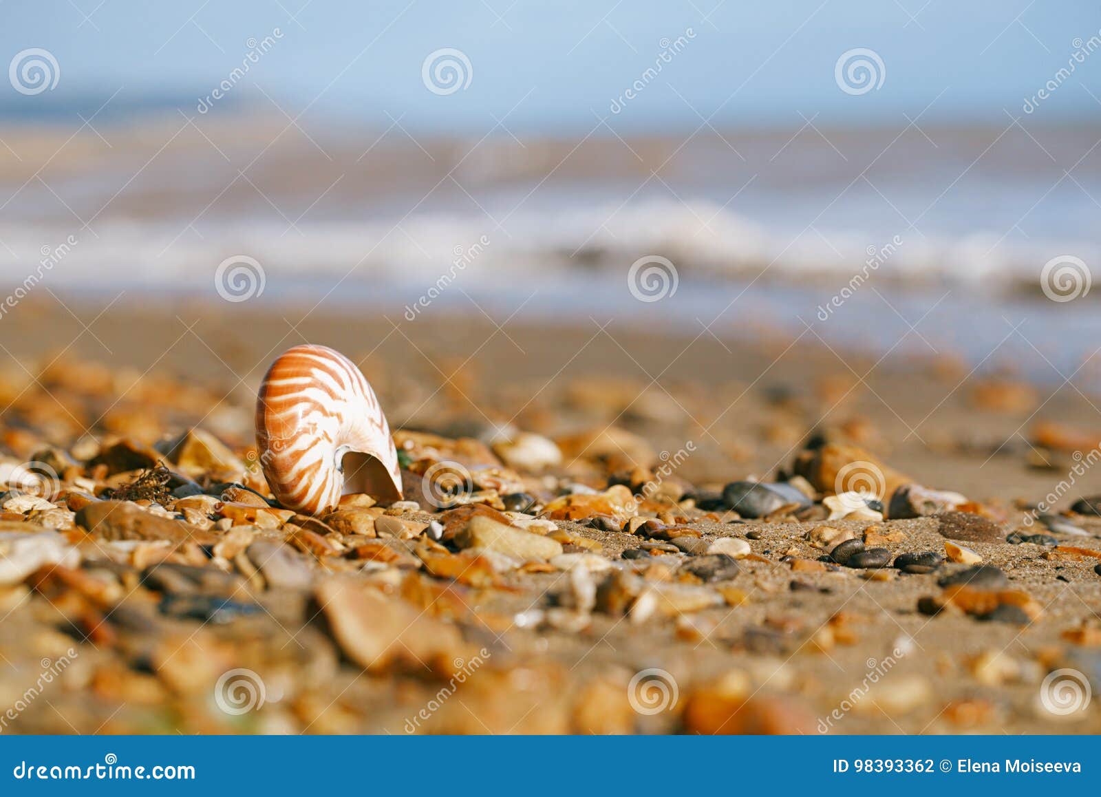 Nautilus Pompilius Natural Seashell Side View Isolated On White Royalty ...