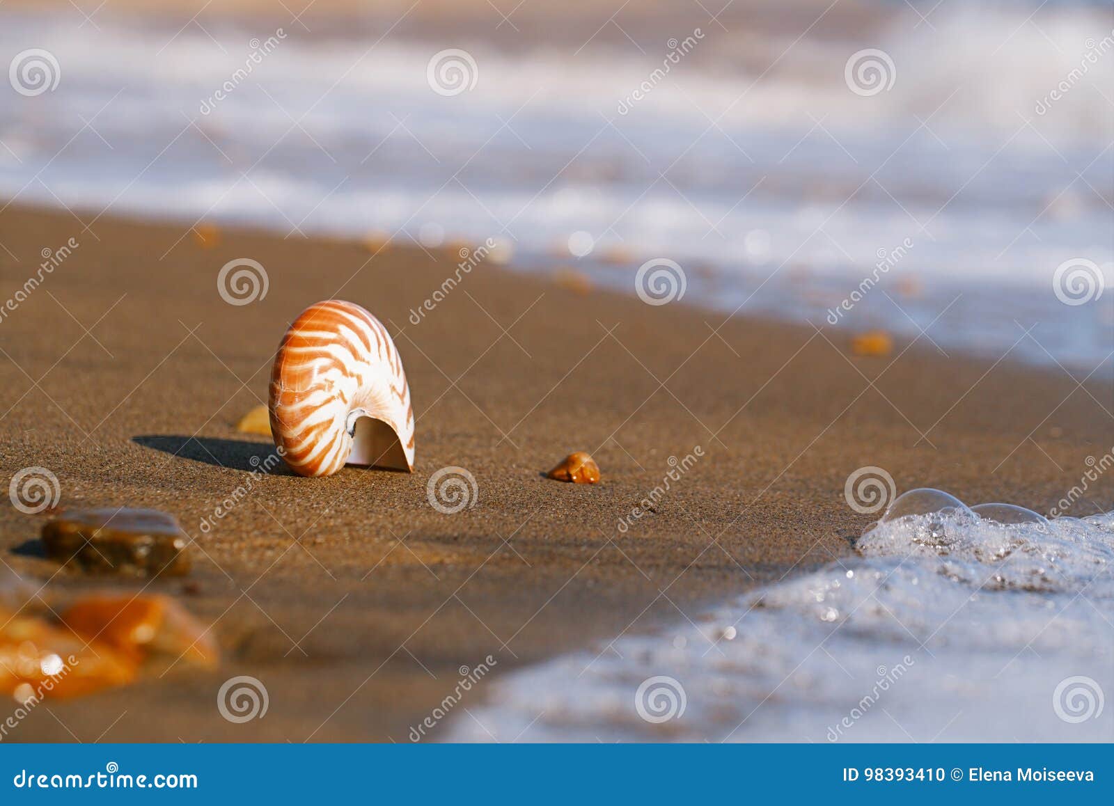 Nautilus Pompilius Natural Seashell Side View Isolated On White Royalty ...