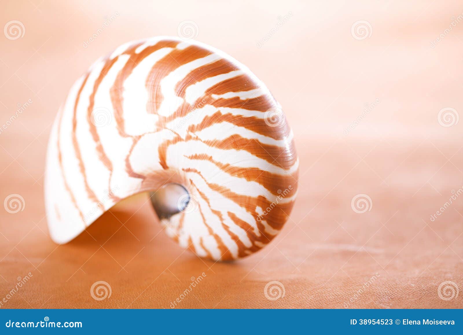 Nautilus Pompilius Natural Seashell Side View Isolated On White Royalty ...