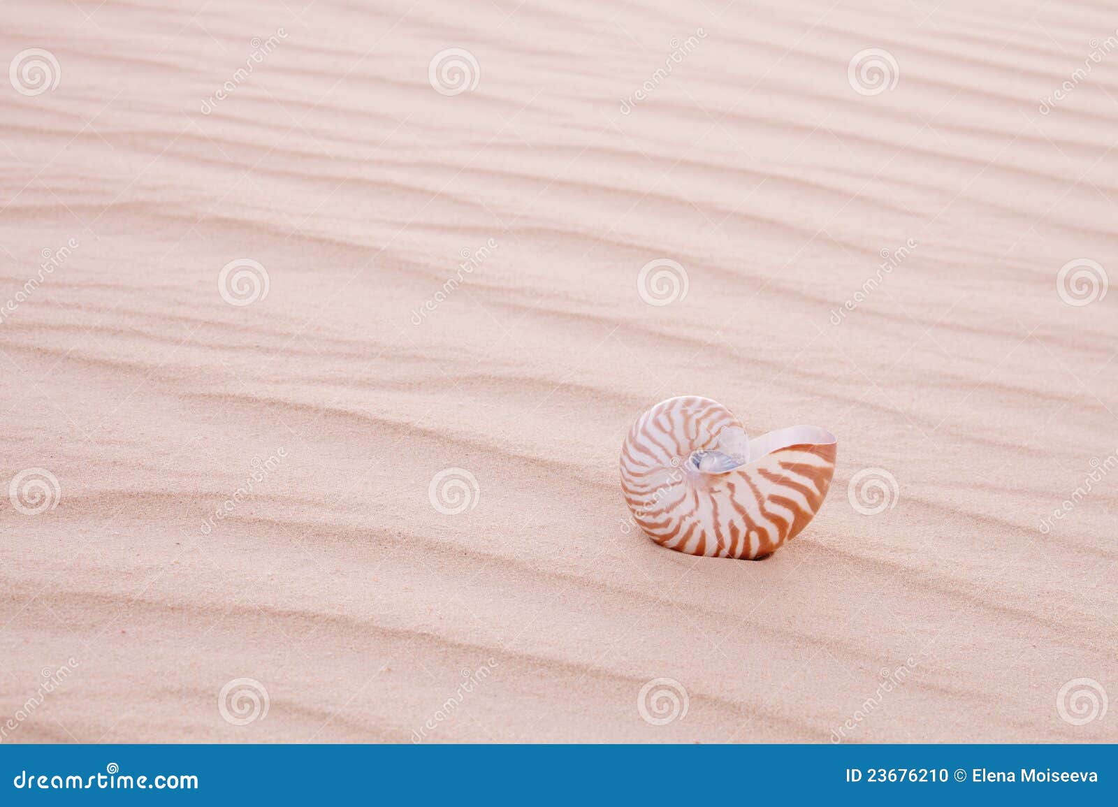 Nautilus Pompilius Natural Seashell Side View Isolated On White Royalty ...