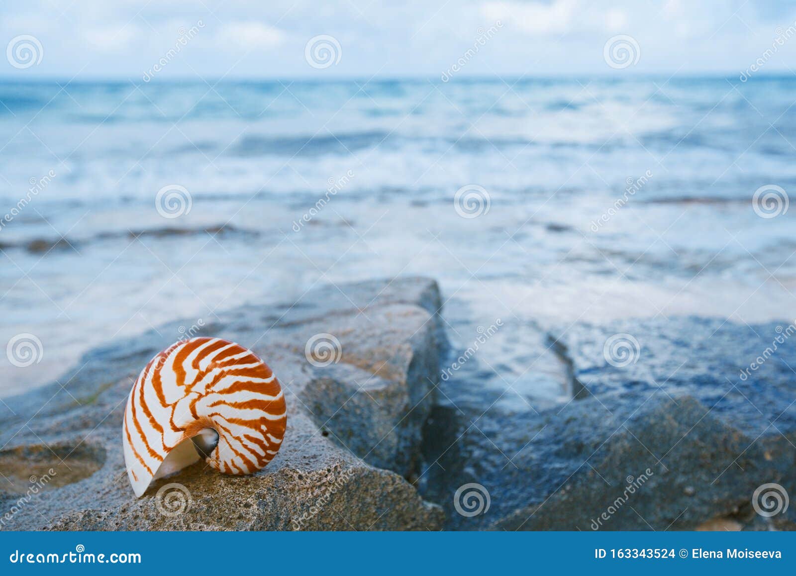 Nautilus Sea Shell on Beach in Soft Sunlight Stock Photo - Image of ...