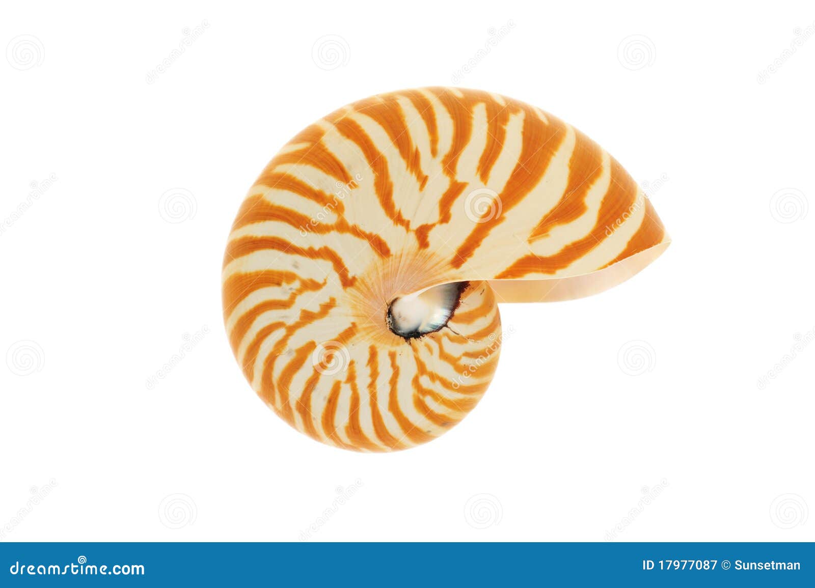 Nautilus Seashell stock image. Image of decorative, biology - 17977087