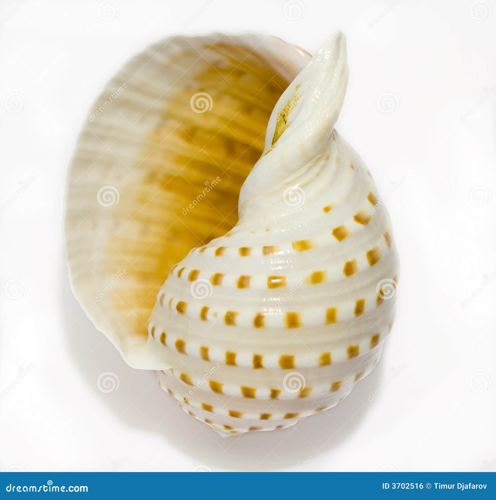 Nautilus Seashell stock photo. Image of reflection, texture - 3702516