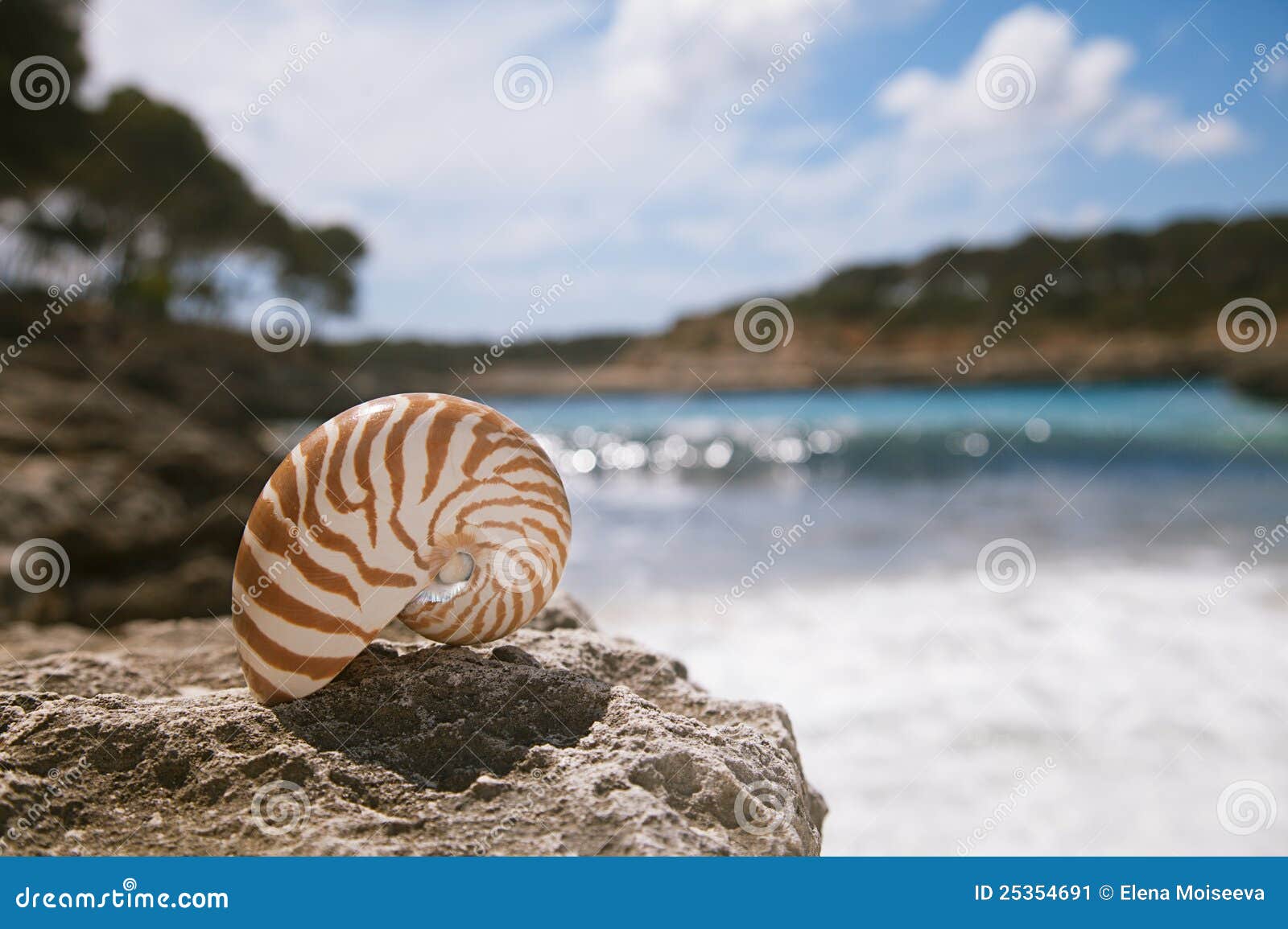 Nautilus Seashell Beach and Mediterranean Sea Stock Image - Image of ...