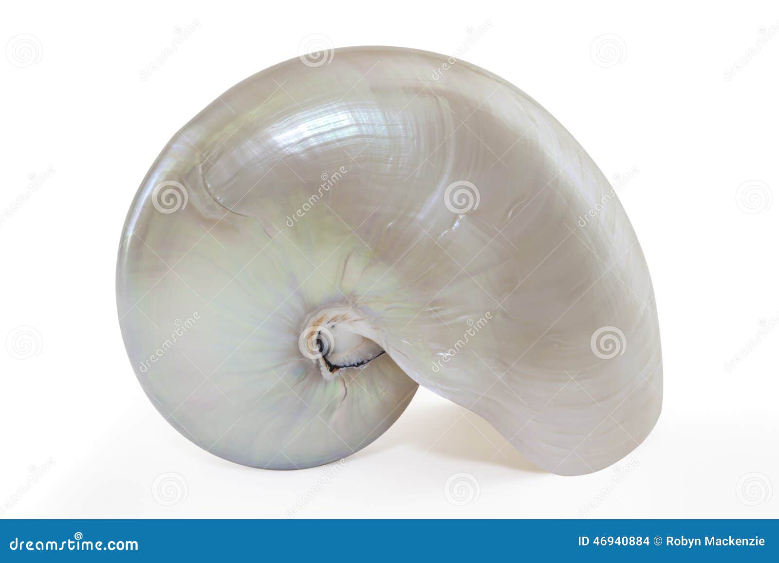 Nautilus Seashell with Path Stock Photo - Image of clipping, curved ...