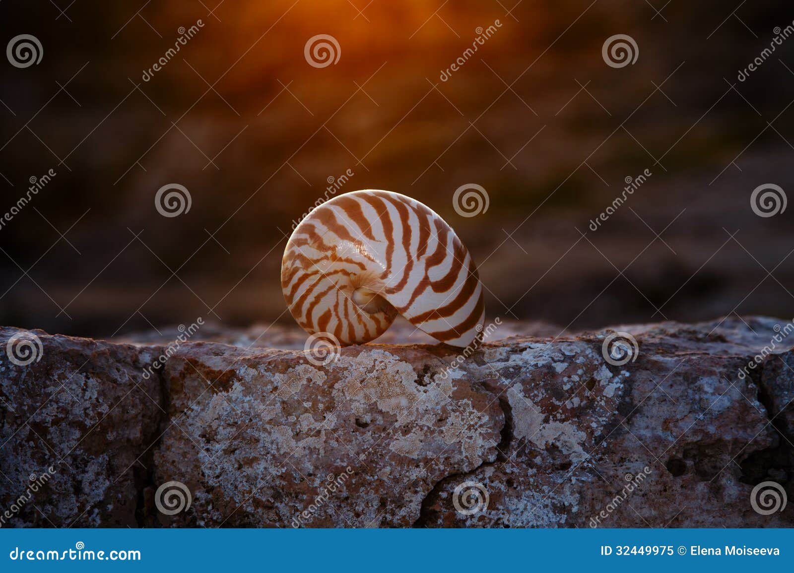 Nautilus Seashell on Rock with Sunset Stock Image - Image of outdoor ...