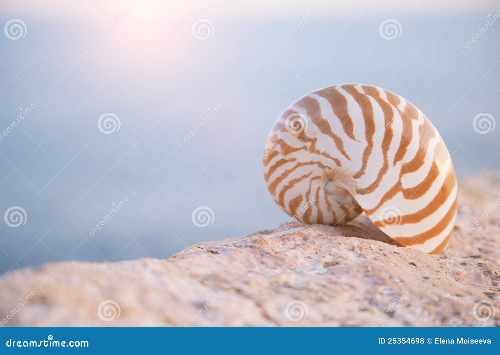Nautilus Seashell Sand on Sunrise and Ocean Stock Photo - Image of ...