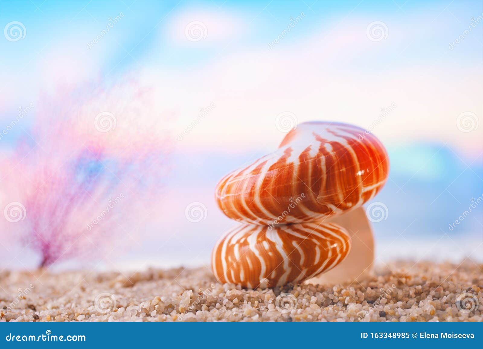 Nautilus Seashell Sea Shell Stock Image - Image of natural, sandy ...