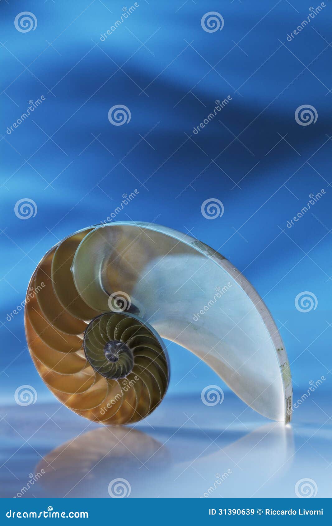 Nautilus stock image. Image of vertical, geometric, shape - 31390639