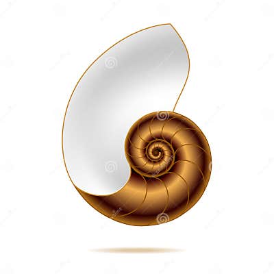 Nautilus shell stock vector. Illustration of abstract - 11922513