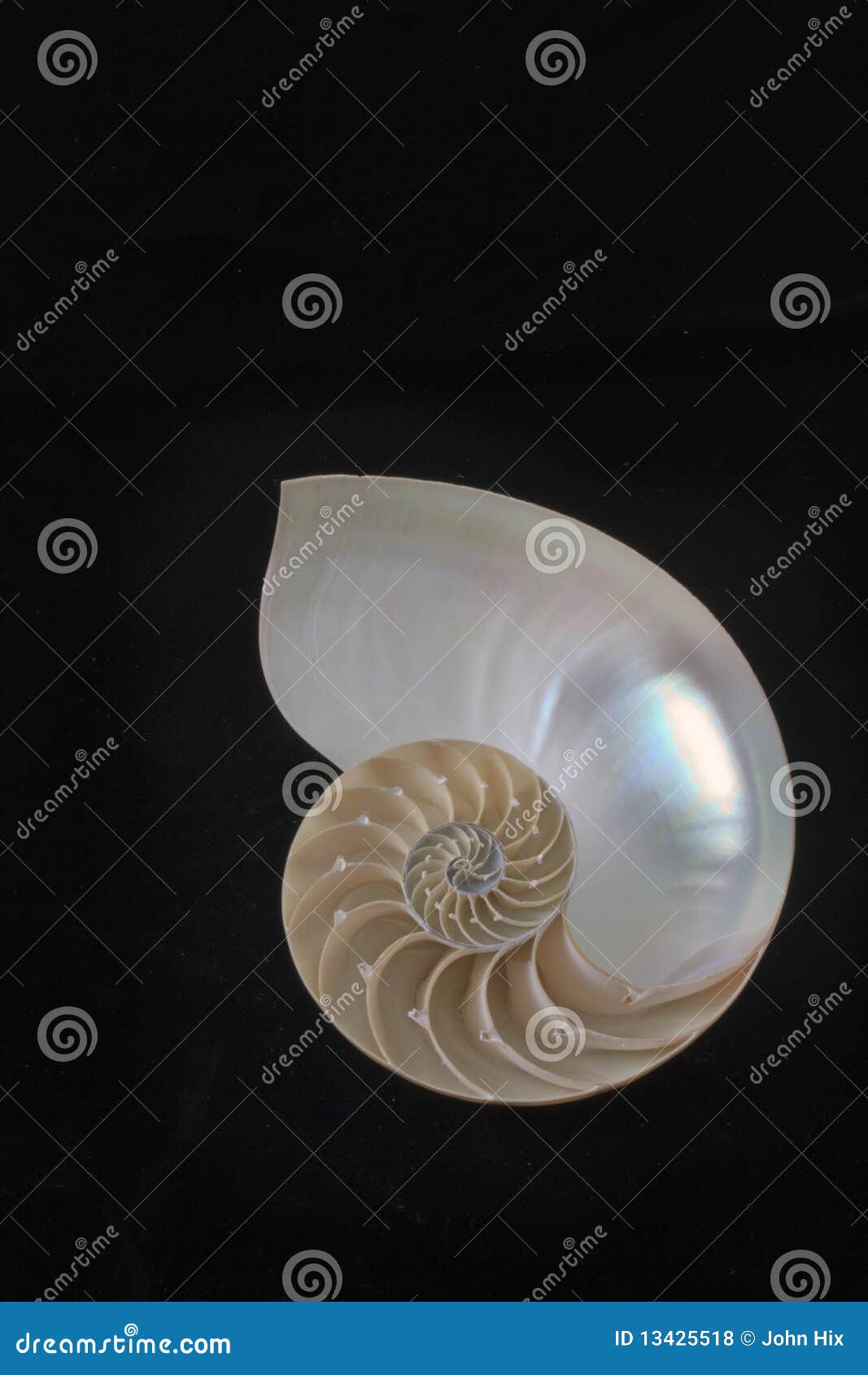 Nautilus Shell stock photo. Image of cephalopod, chambered - 13425518