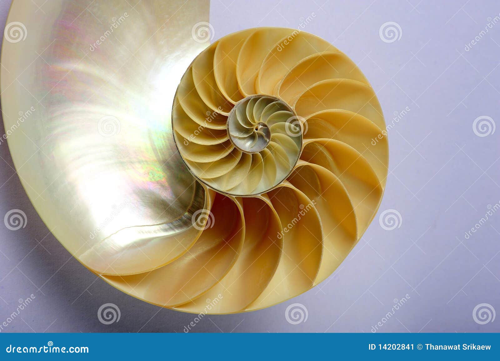 Nautilus shell stock image. Image of swirl, white, pattern - 14202841