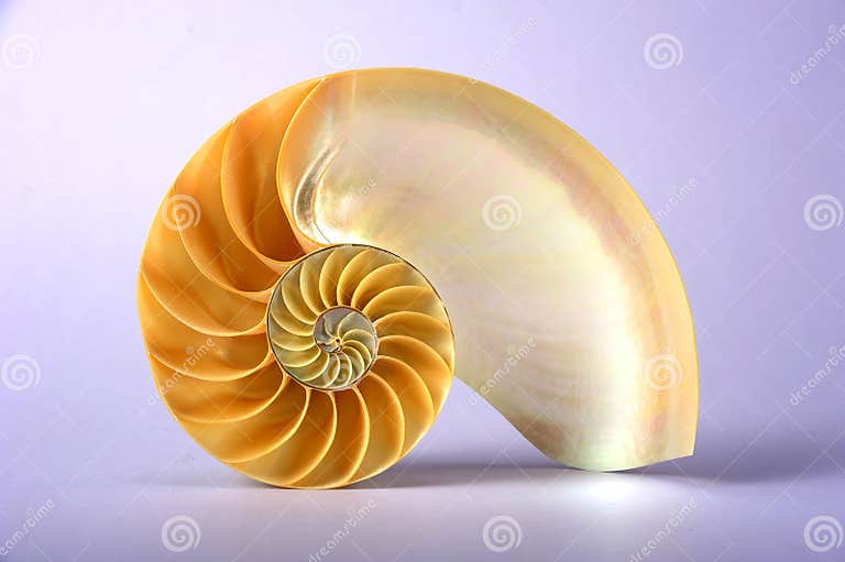 Nautilus shell stock photo. Image of pattern, pearl, fibonacci - 14202938