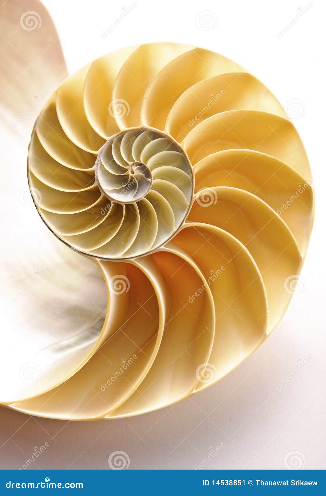Nautilus Shell stock image. Image of spiral, discovery - 14538851 Nautilus Shell stock image. Image of spiral, discovery - 14538851