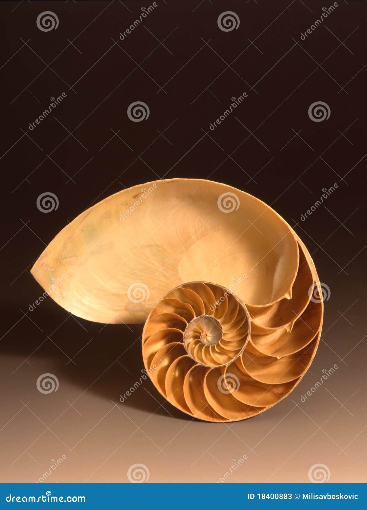 Nautilus shell stock image. Image of diet, anatomy, brown - 18400883