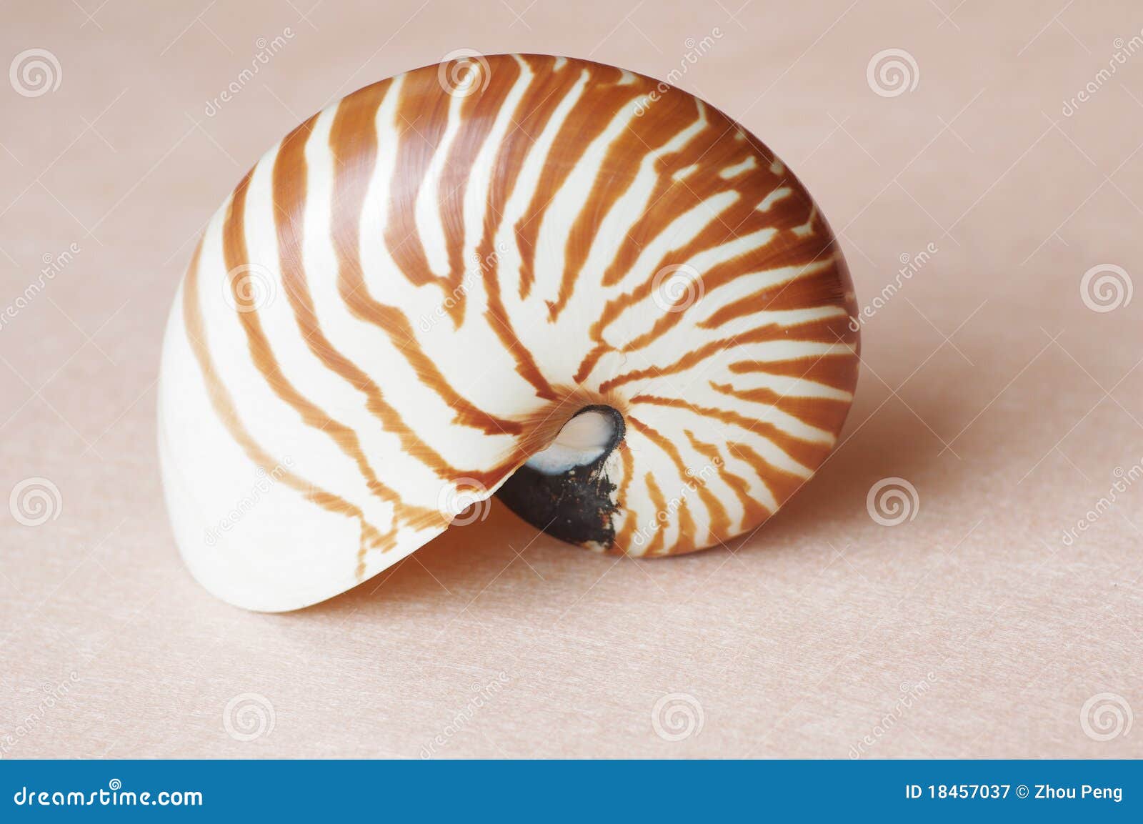 Nautilus shell stock image. Image of seashell, conch - 18457037