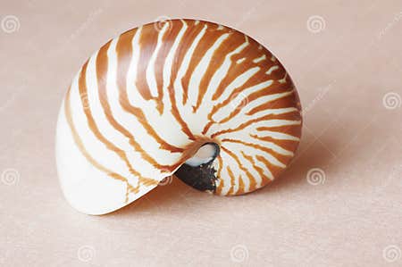 Nautilus shell stock image. Image of seashell, conch - 18457037