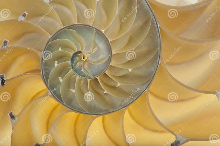 Nautilus shell stock photo. Image of fractal, animal - 18663004