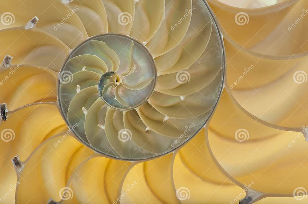 Nautilus shell stock photo. Image of fractal, animal - 18663004