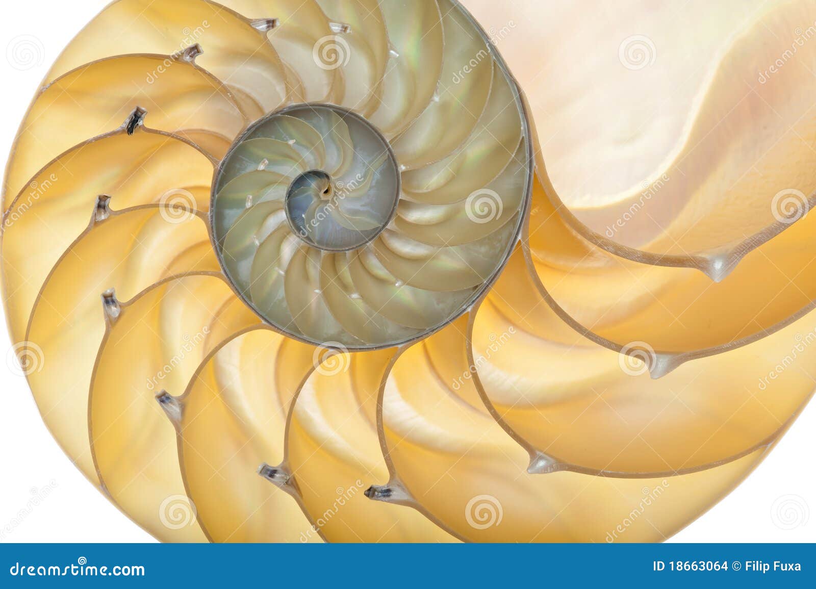 Nautilus shell stock photo. Image of fibonacci, curve - 18663064