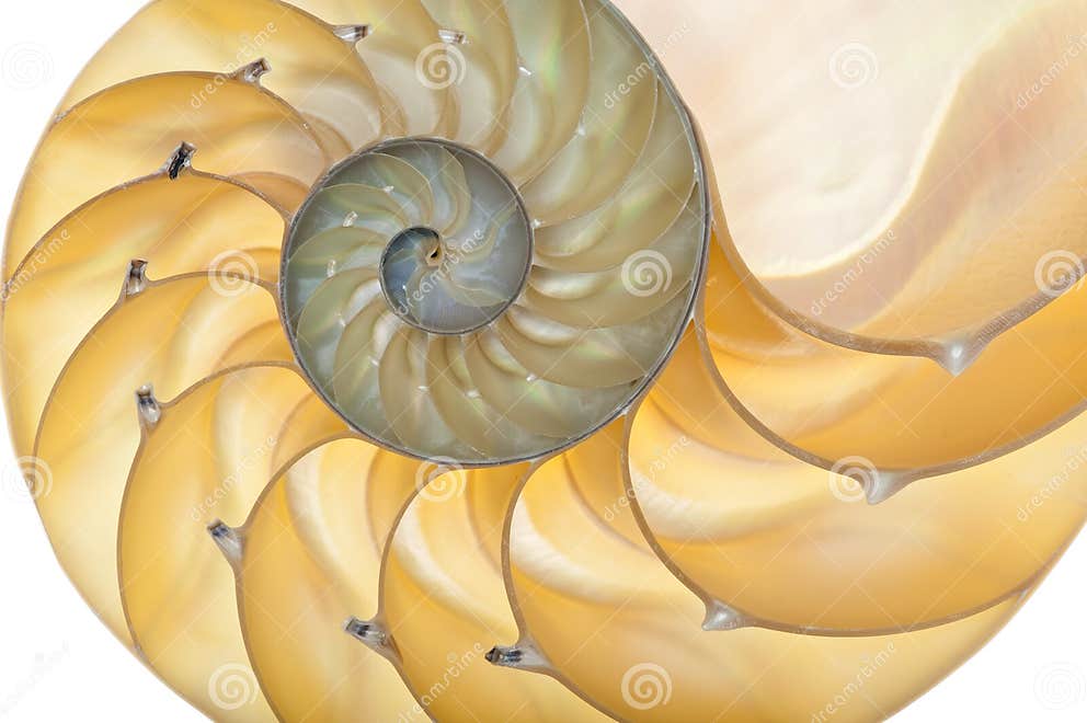 Nautilus shell stock photo. Image of fibonacci, curve - 18663064