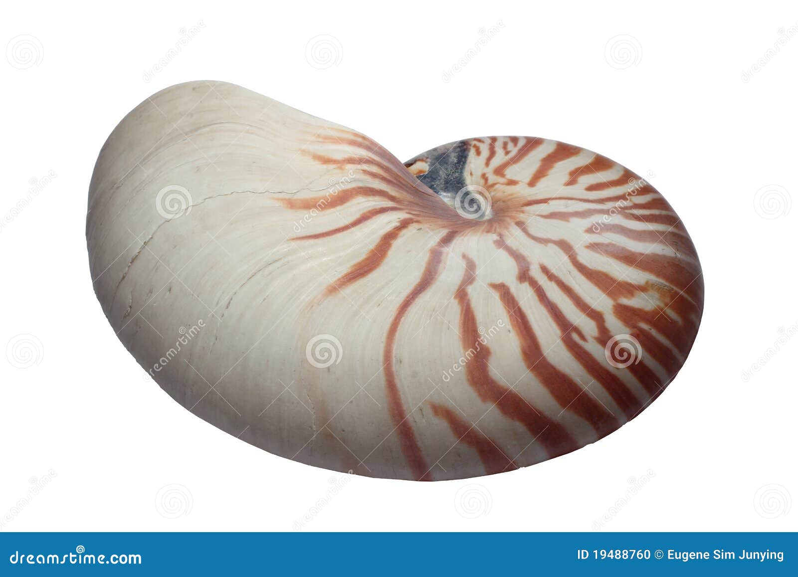 Nautilus shell stock photo. Image of golden, nautilus - 19488760 Nautilus shell stock photo. Image of golden, nautilus - 19488760
