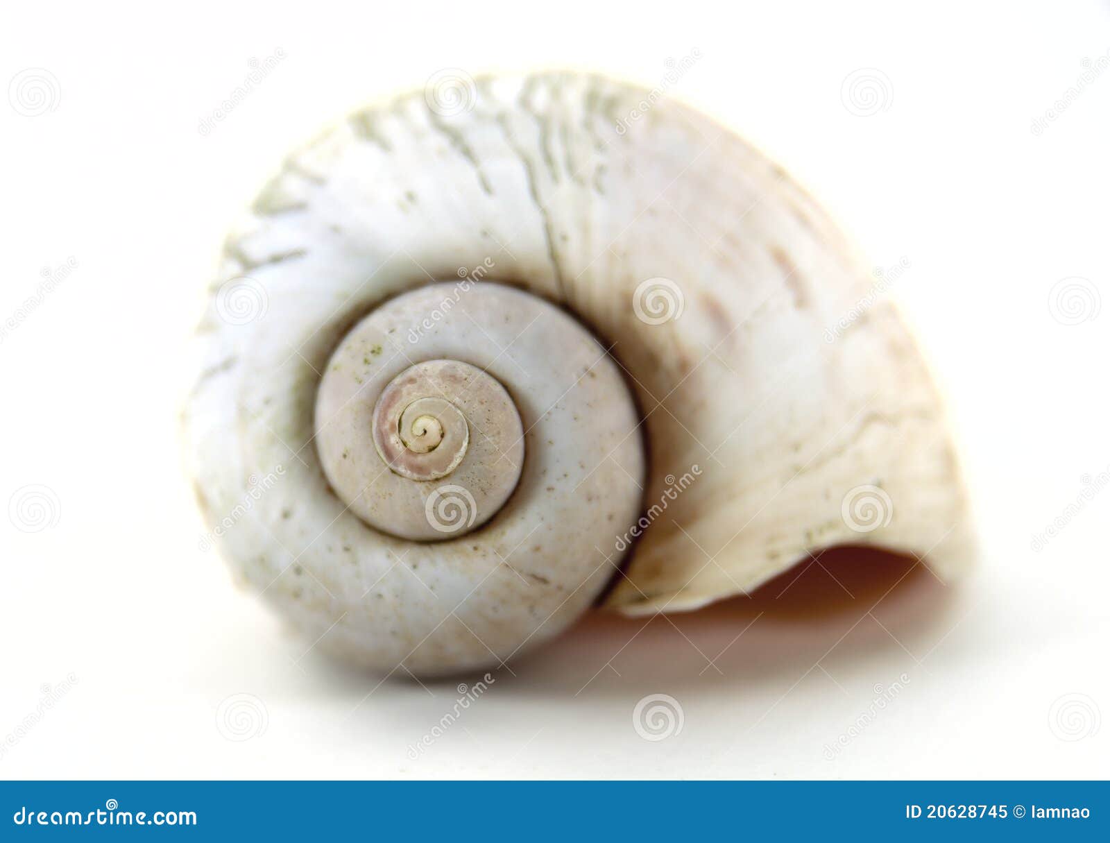 Nautilus shell stock image. Image of mollusk, ocean, nature - 20628745