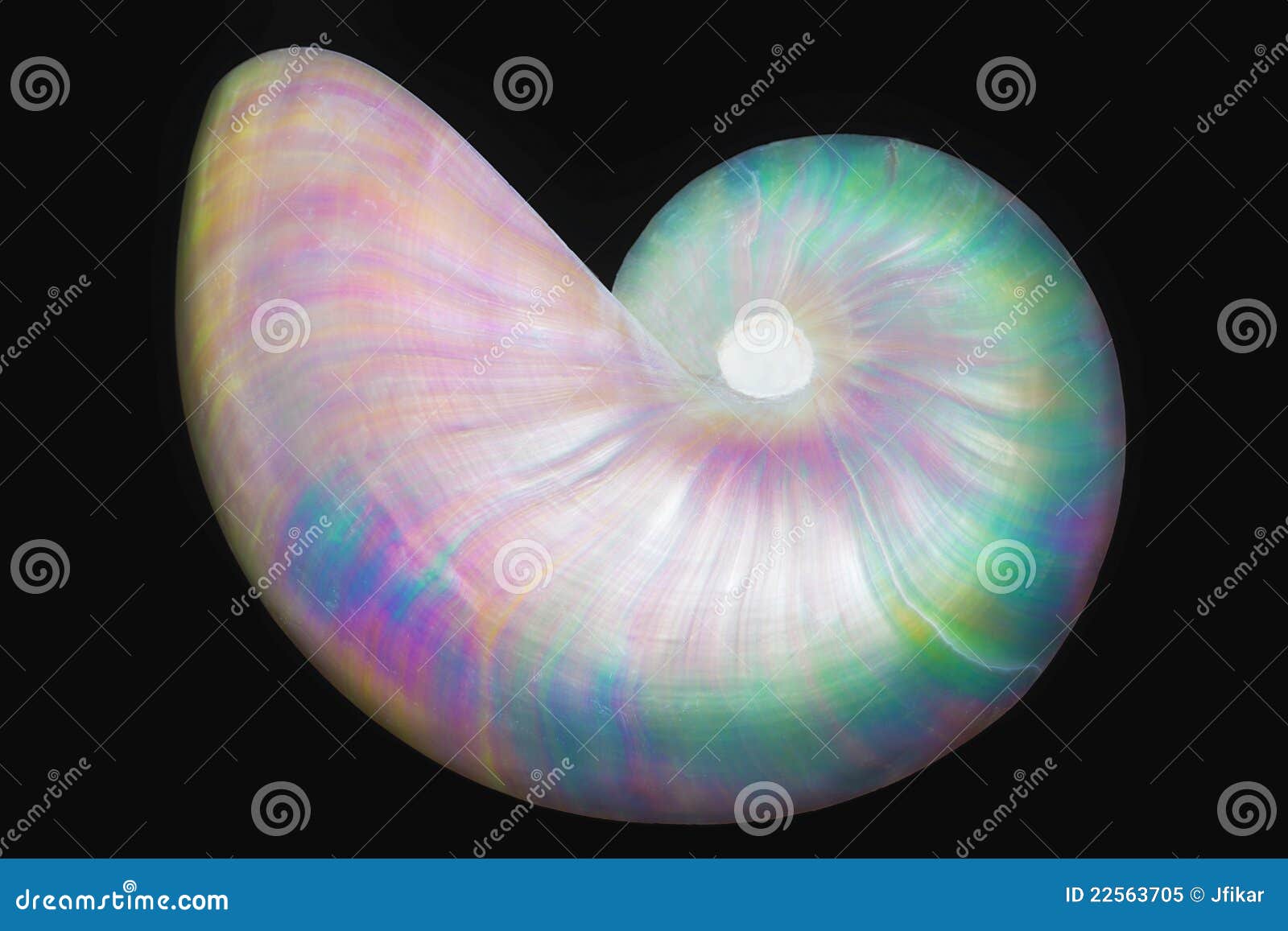 Nautilus Shell stock image. Image of snail, radial, landscape - 22563705