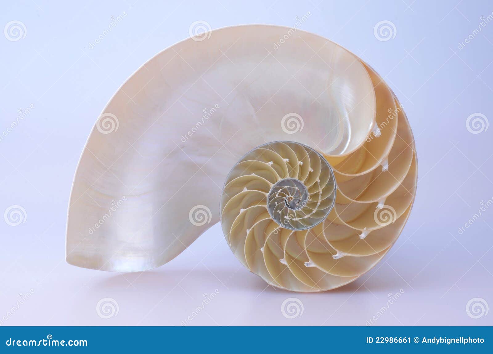 Nautilus Shell stock image. Image of cephalopod, seashell - 22986661 Nautilus Shell stock image. Image of cephalopod, seashell - 22986661