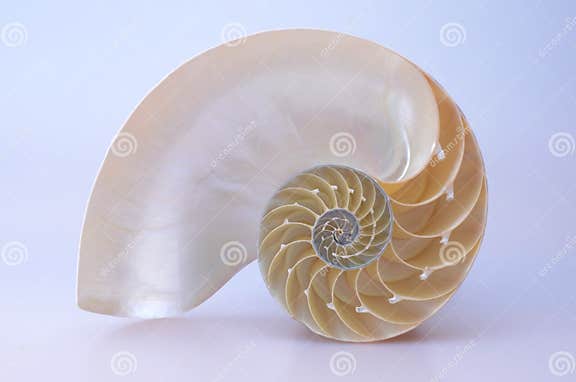 Nautilus Shell stock image. Image of cephalopod, seashell - 22986661